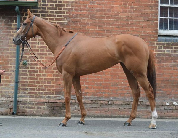 Racing Club Horses » Racing Club » Home